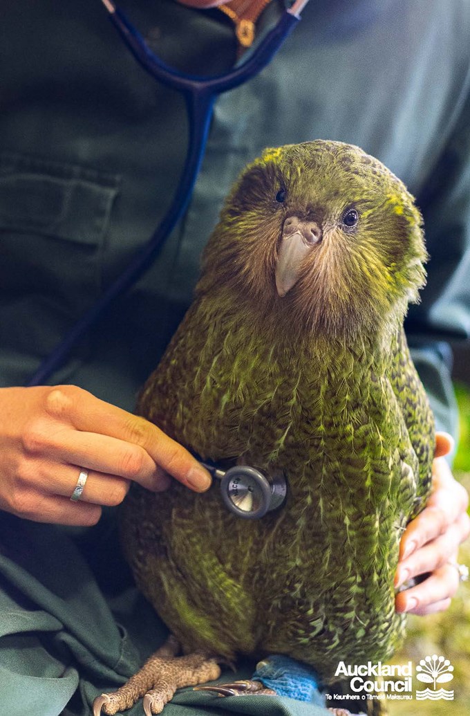 Kākāpō at the doctor's. : r/kakapo